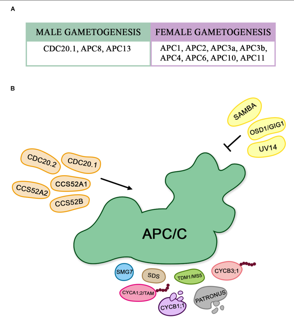 The Role Of Anaphase Promoting Complexcyclosome Apcc In Plant