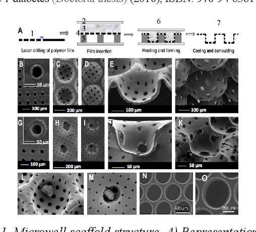 Figure 1 From Peot Pbt And Polyester Urethane Microwell Scaffolds For