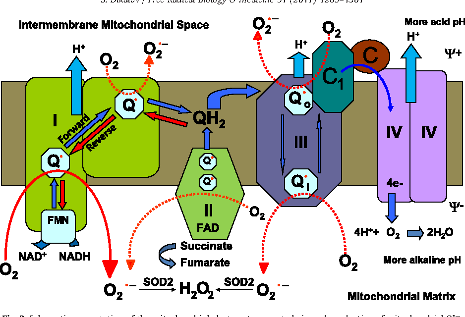 Nadph Dehydrogenase Semantic Scholar