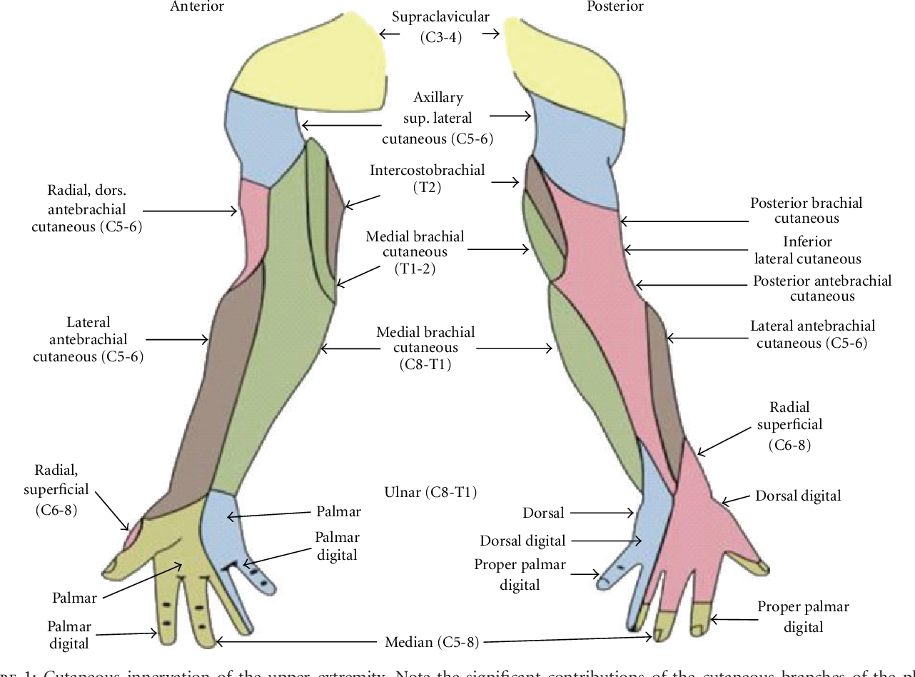 Upper Extremity Peripheral Nerve Blocks Axillary Bloc