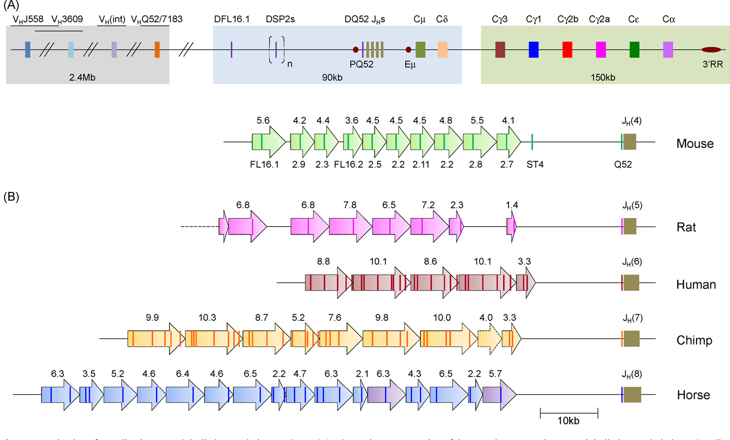 Rags Eye View Of The Immunoglobulin Heavy Chain Gene Locus Semantic