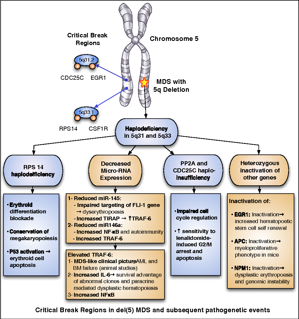 Myelodysplastic Syndromes With 5q Deletion Pathophysiology And Role Of