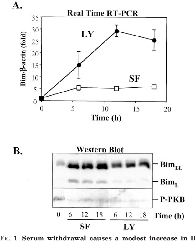 Pdf Activation Of The Erk12 Signaling Pathway Promotes