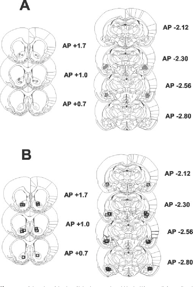 Pdf Direct Interactions Between The Basolateral Amygdala And Nucleus