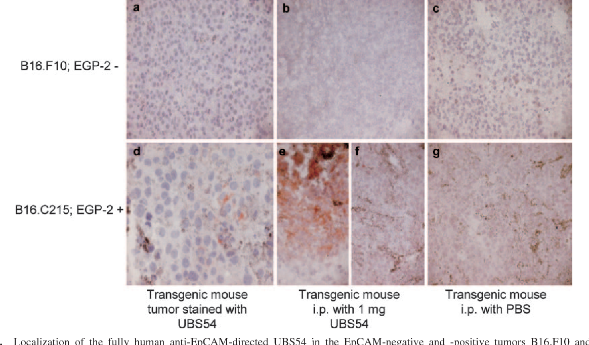 Figure 1 From Biodistribution Studies Of Epithelial Cell Adhesion