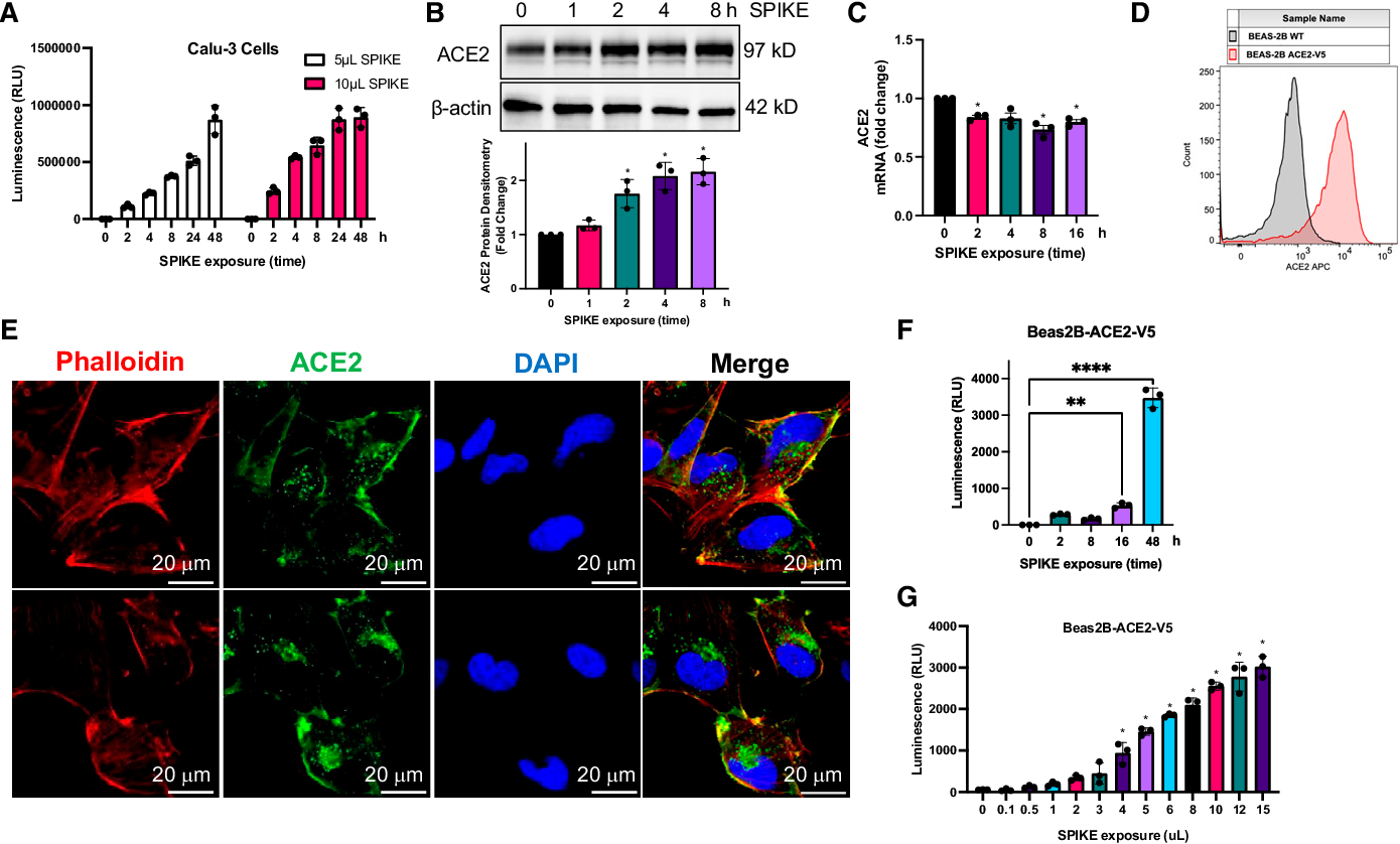 Figure 1 From Inhibiting The Deubiquitinase Uchl1 Reduces Sars Cov 2