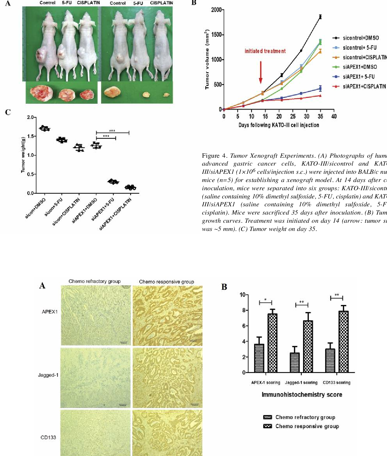 Figure 1 From Clinical Significance Of Jagged 1 Activated By Apex1 As A