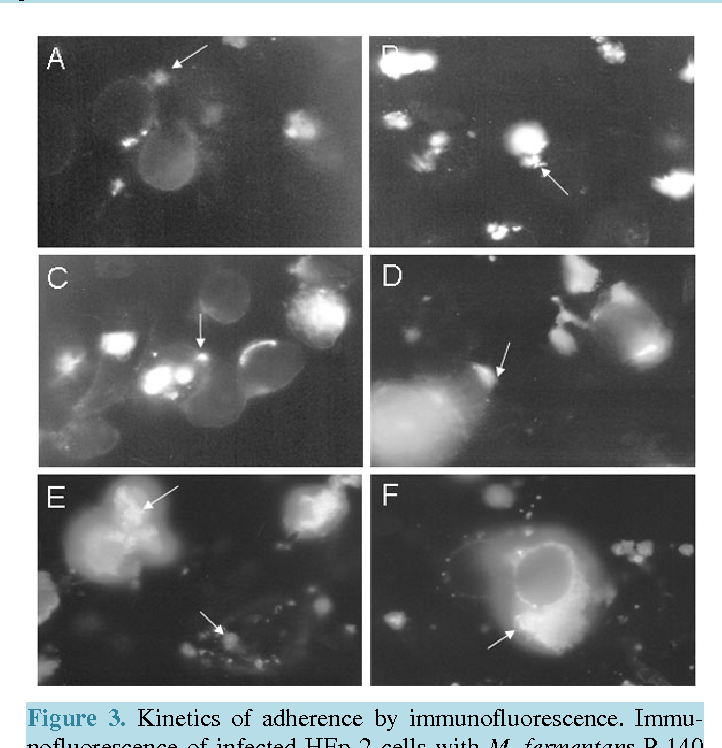 Pdf Adherence Of A Clinical Strain Of Mycoplasma Fermentans To Human