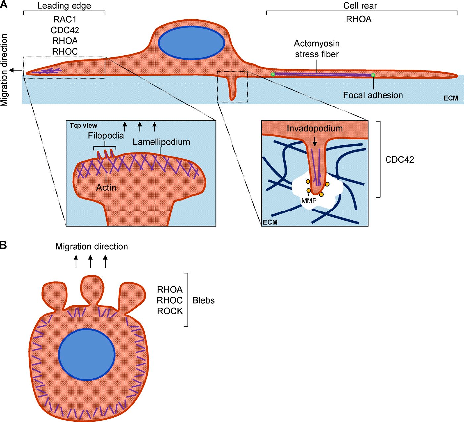 Pdf Rho Gtpase Signaling Complexes In Cell Migration And Invasion