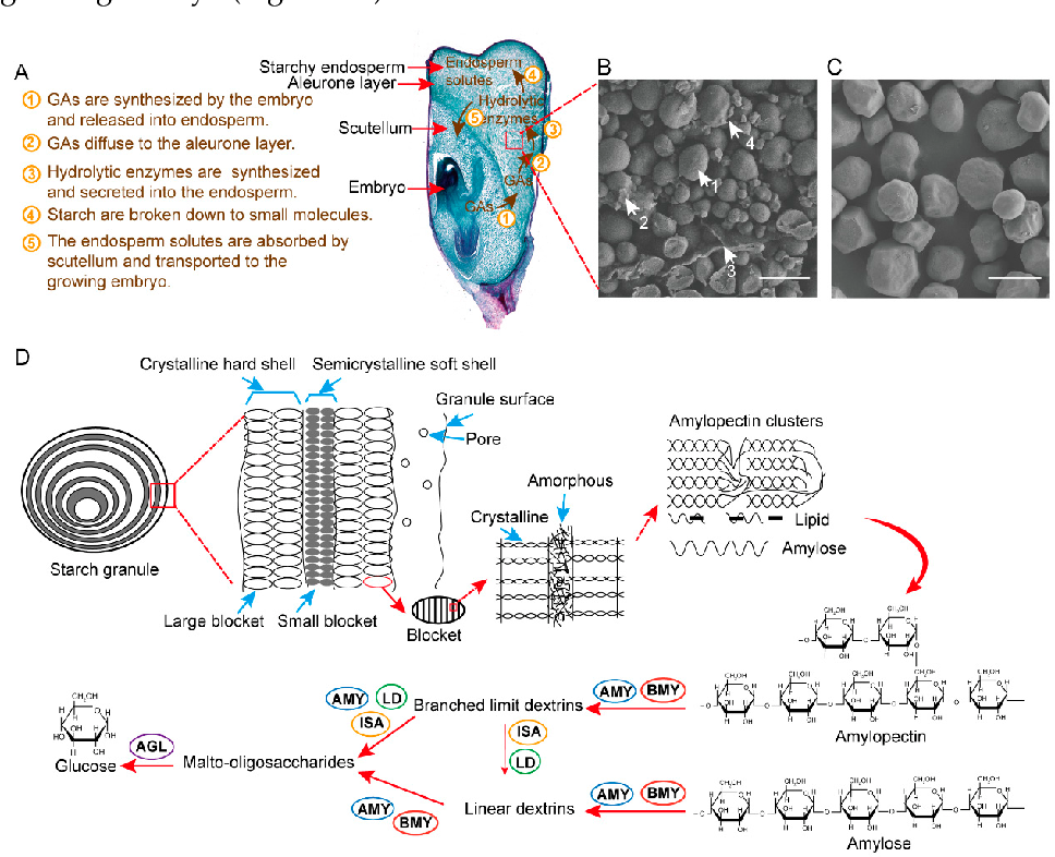 Figure 1 From Genetic Engineering Of Starch Biosynthesis In Maize Seeds