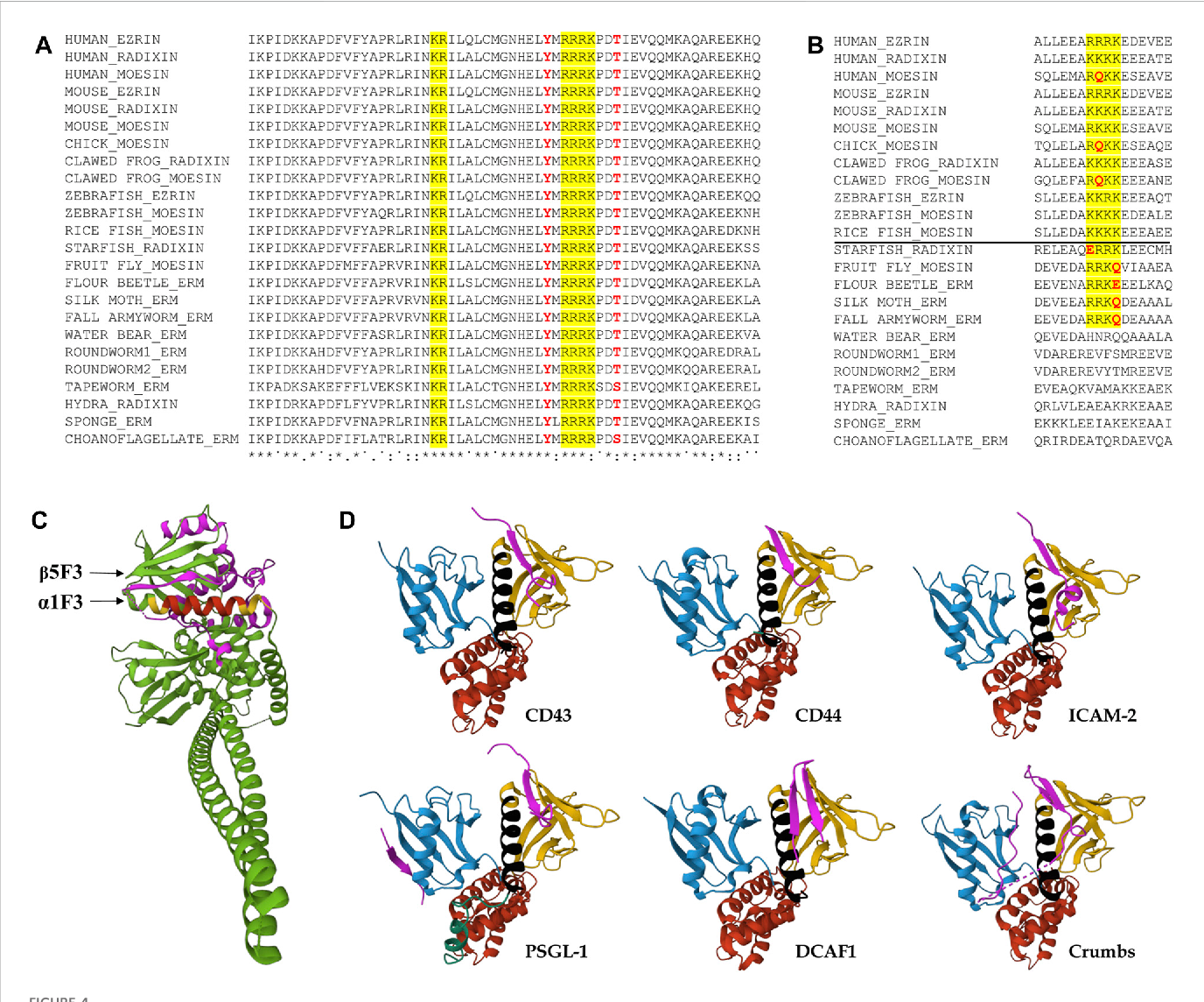 Figure 1 From A Bipartite Nls Motif Mediates The Nuclear Import Of