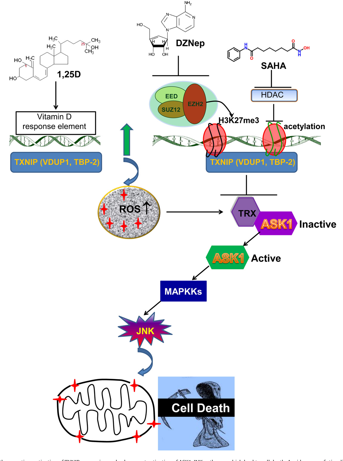 Roles Of Thioredoxin Binding Protein Txnip In Oxidative Stress