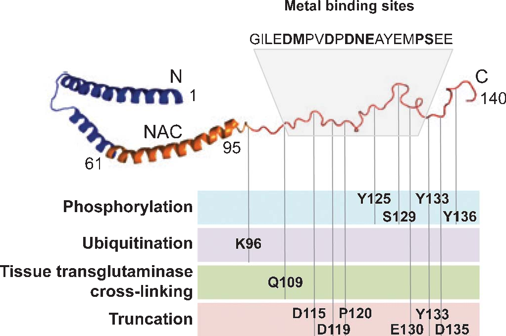 Figure 2 From Implication Of Alpha Synuclein Phosphorylation At S129 In