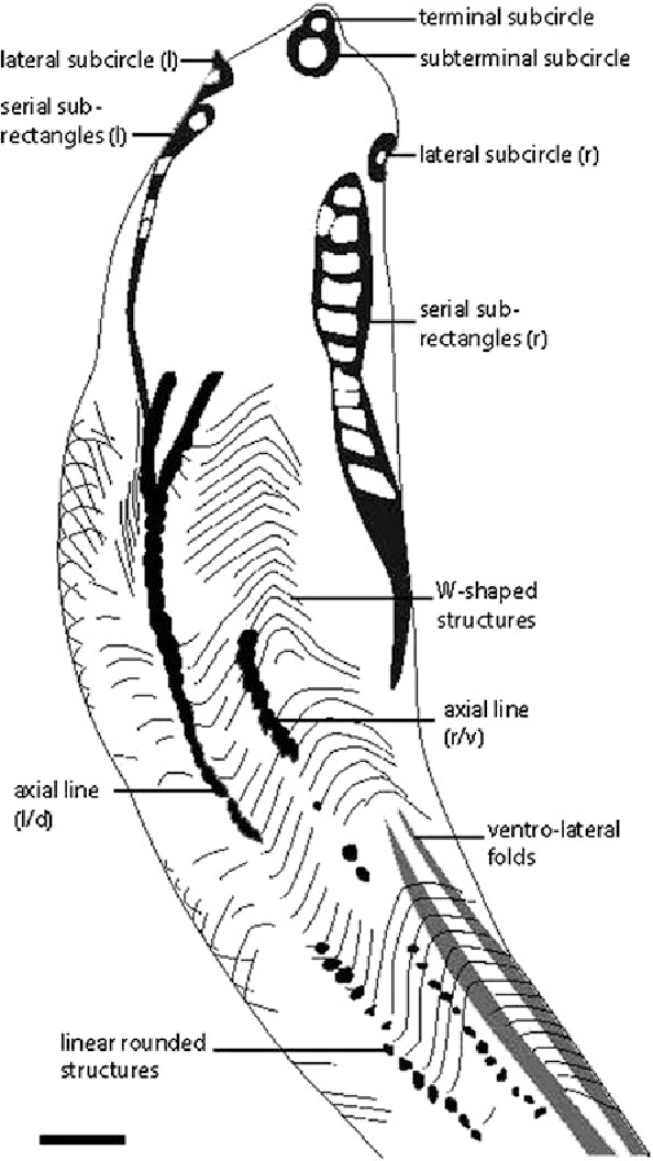 First Vertebrates Jawless Fish