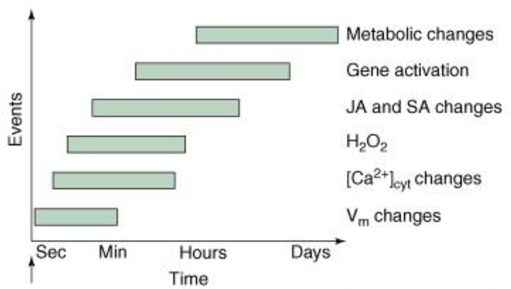 Figure 1 8 From Plant Aphid Interaction Local And Systemic Effects On