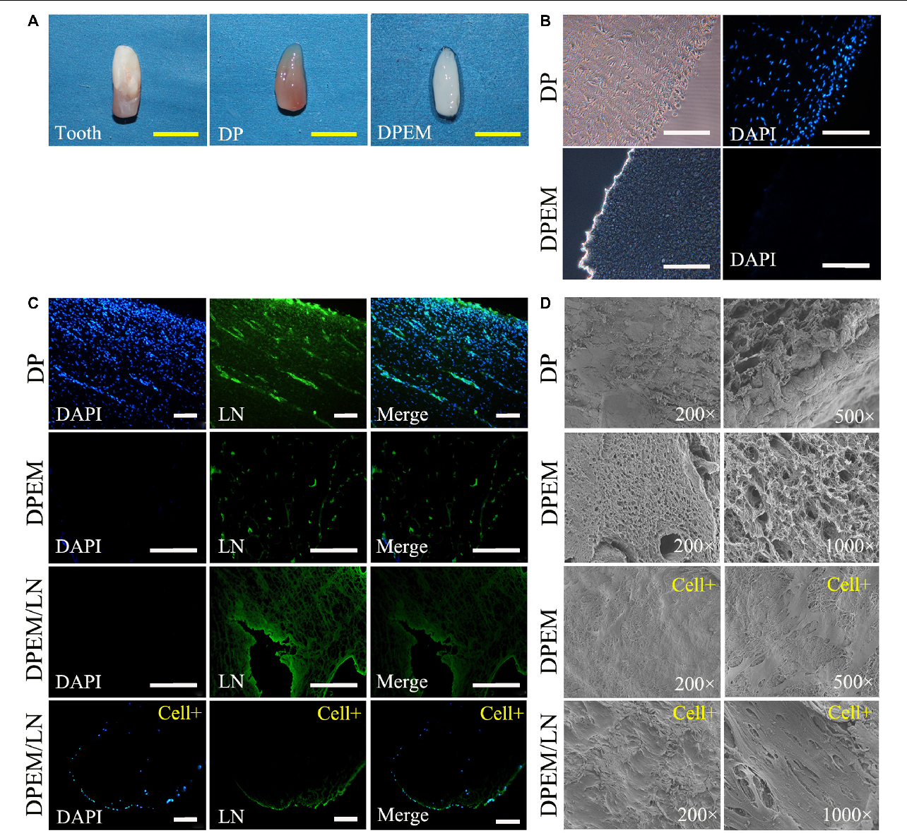 Figure 2 From Laminin Modified Dental Pulp Extracellular Matrix For