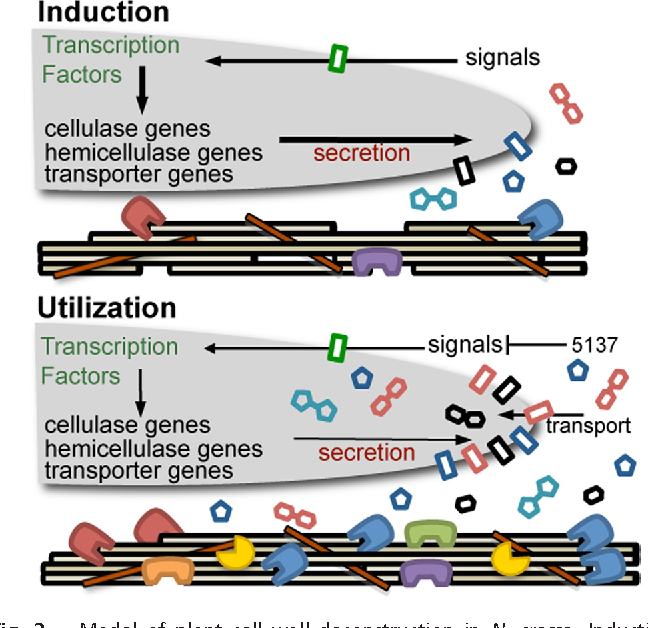 Figure 1 From Systems Analysis Of Plant Cell Wall Degradation By The