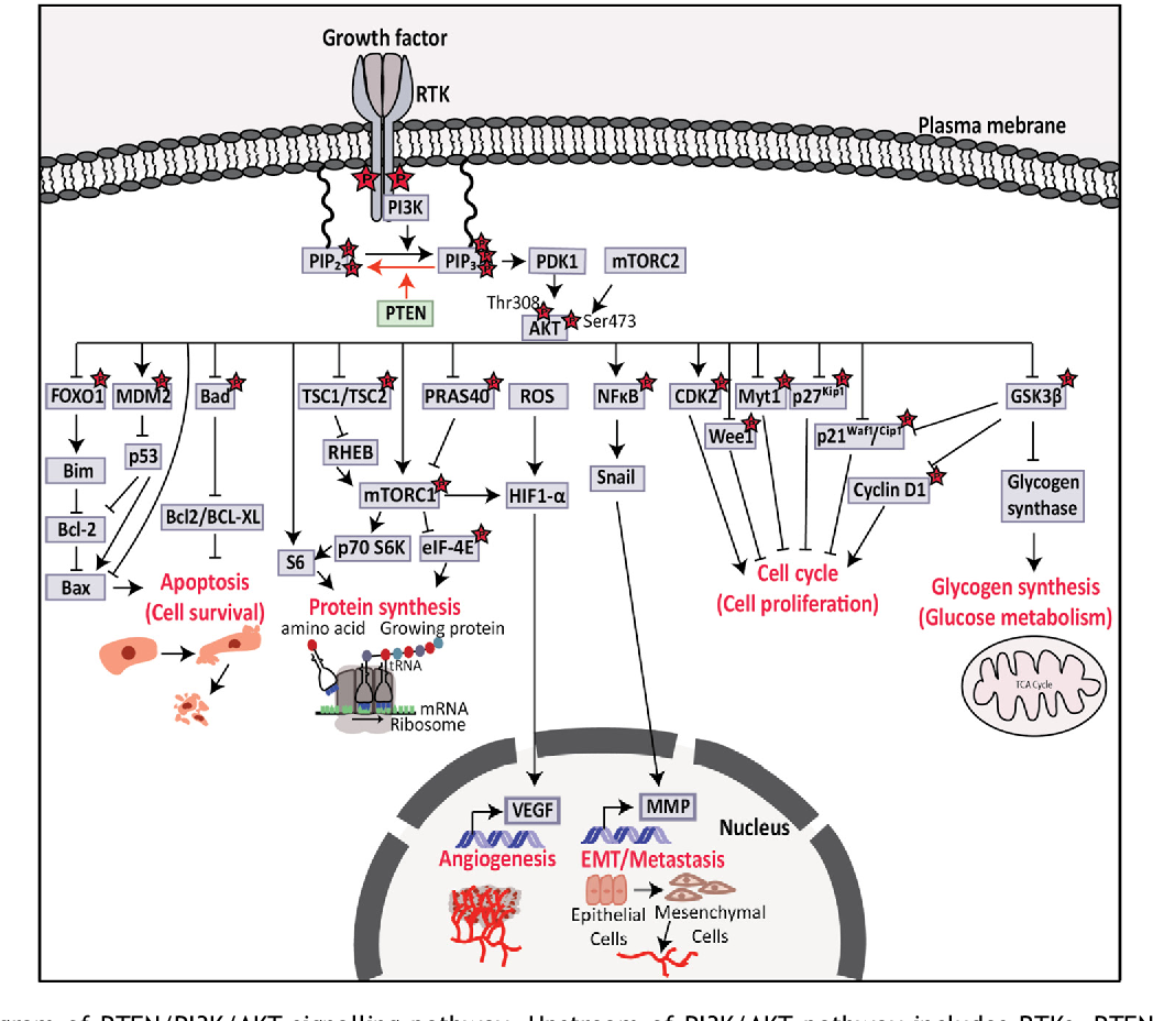 Figure 1 From Synthetic Lethal Approaches To Target Cancers With Loss