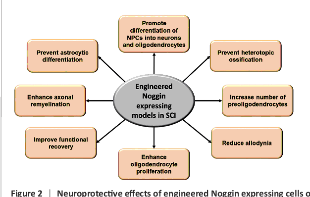 Table 1 From Neuroprotective Role Of Noggin In Spinal Cord Injury