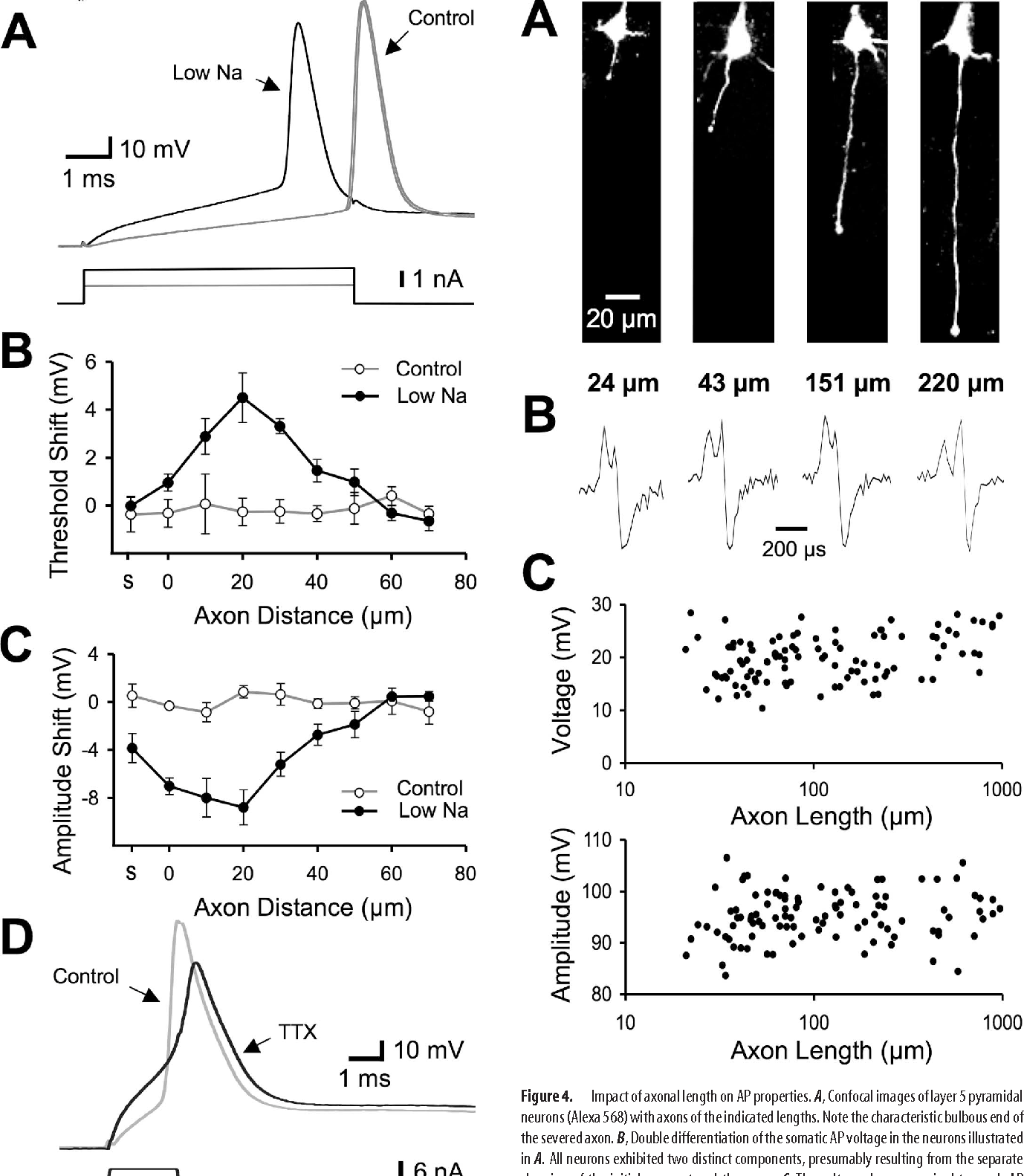 Figure 1 From Site Of Action Potential Initiation In Layer 5 Pyramidal