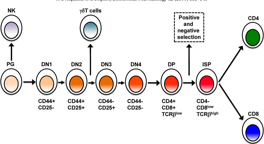 Figure 1 From Cd3cd4 Cd8 Double Negative T Cells Saviours Or