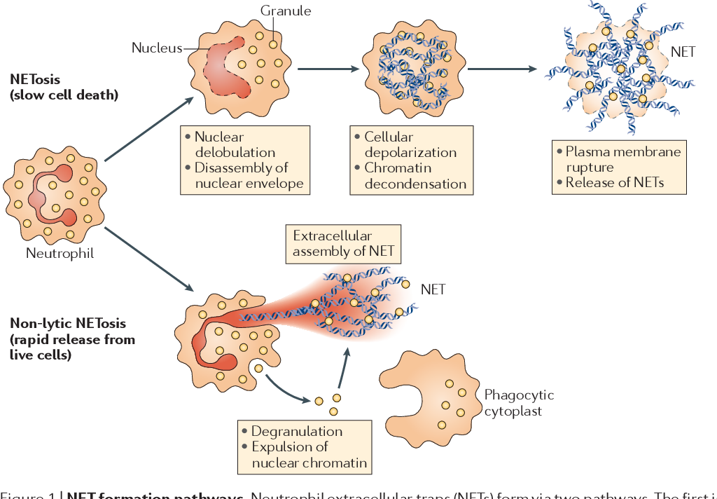 Neutrophil Extracellular Traps In Immunity And Disease Semantic Scholar