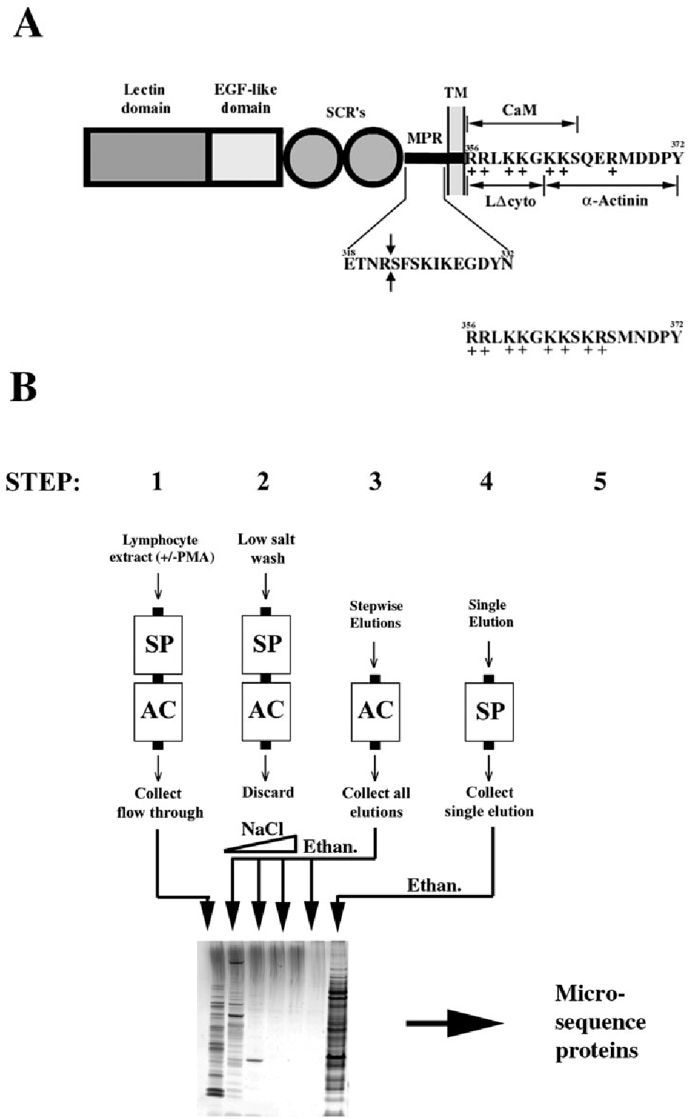 Figure 3 From The Cytoplasmic Tail Of L Selectin Interacts With Members