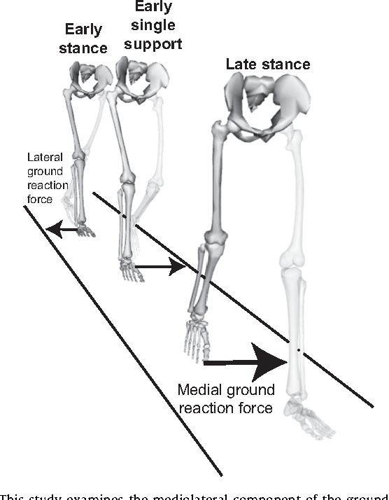 Figure 2 From Contributions Of Muscles To Mediolateral Ground Reaction