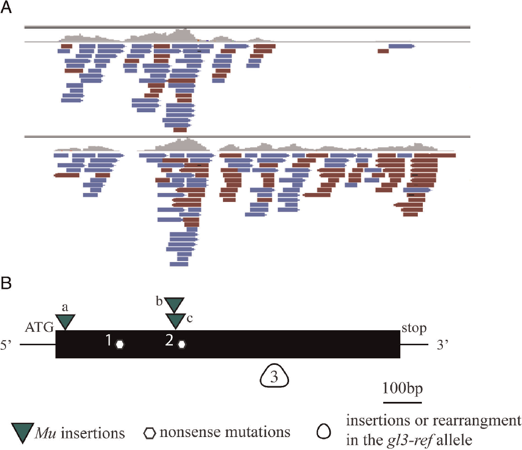 Pdf Gene Mapping Via Bulked Segregant Rna Seq Bsr Seq Semantic