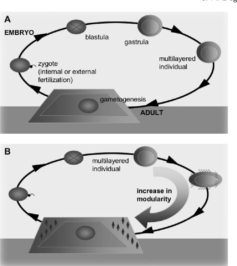 Pdf The Origin Of The Pelagobenthic Metazoan Life Cycle Whats Sex