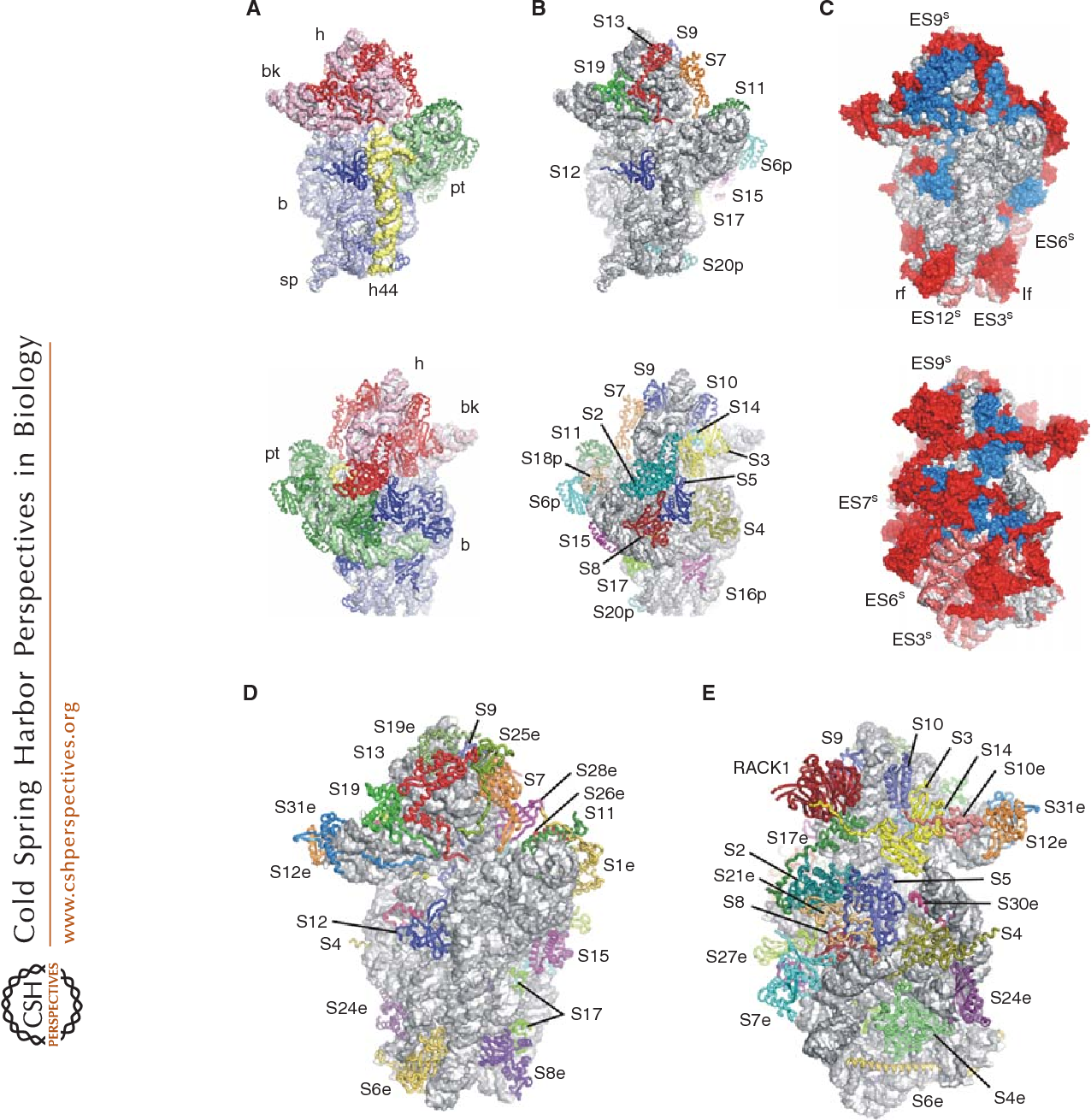 Eukaryotic Ribosome Structure