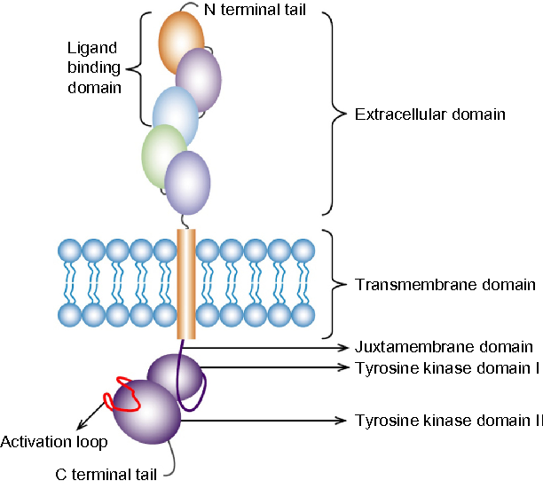 Class Iii Receptor Tyrosine Kinases In Acute Leukemia Biological