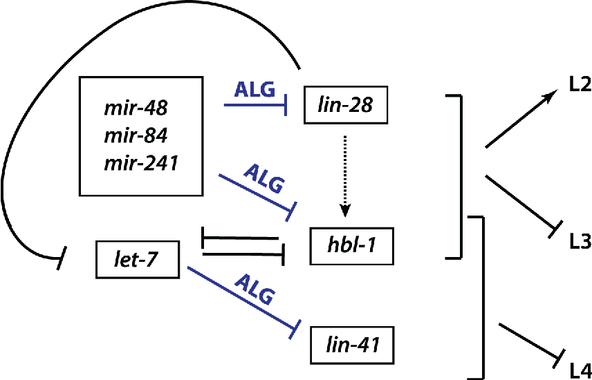 Table 1 From Mutations In Conserved Residues Of The C Elegans Microrna