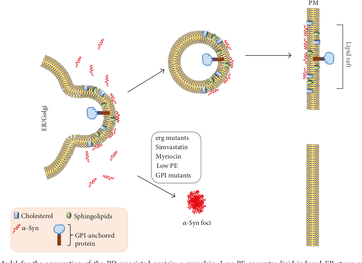 Phosphatidylethanolamine Membrane