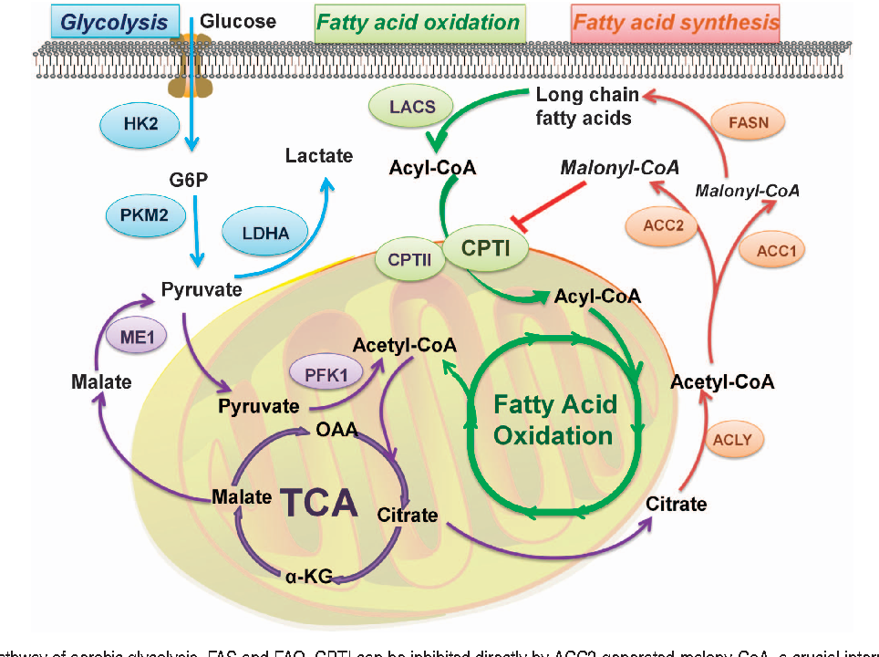 Fatty Acid Beta Oxidation Pathway