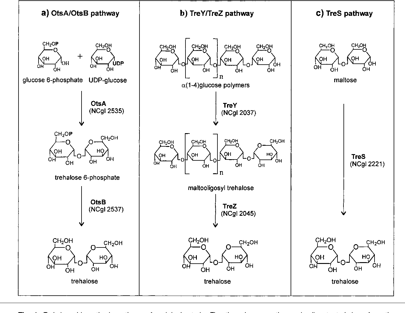 Figure 1 From Genetic Dissection Of Trehalose Biosynthesis In