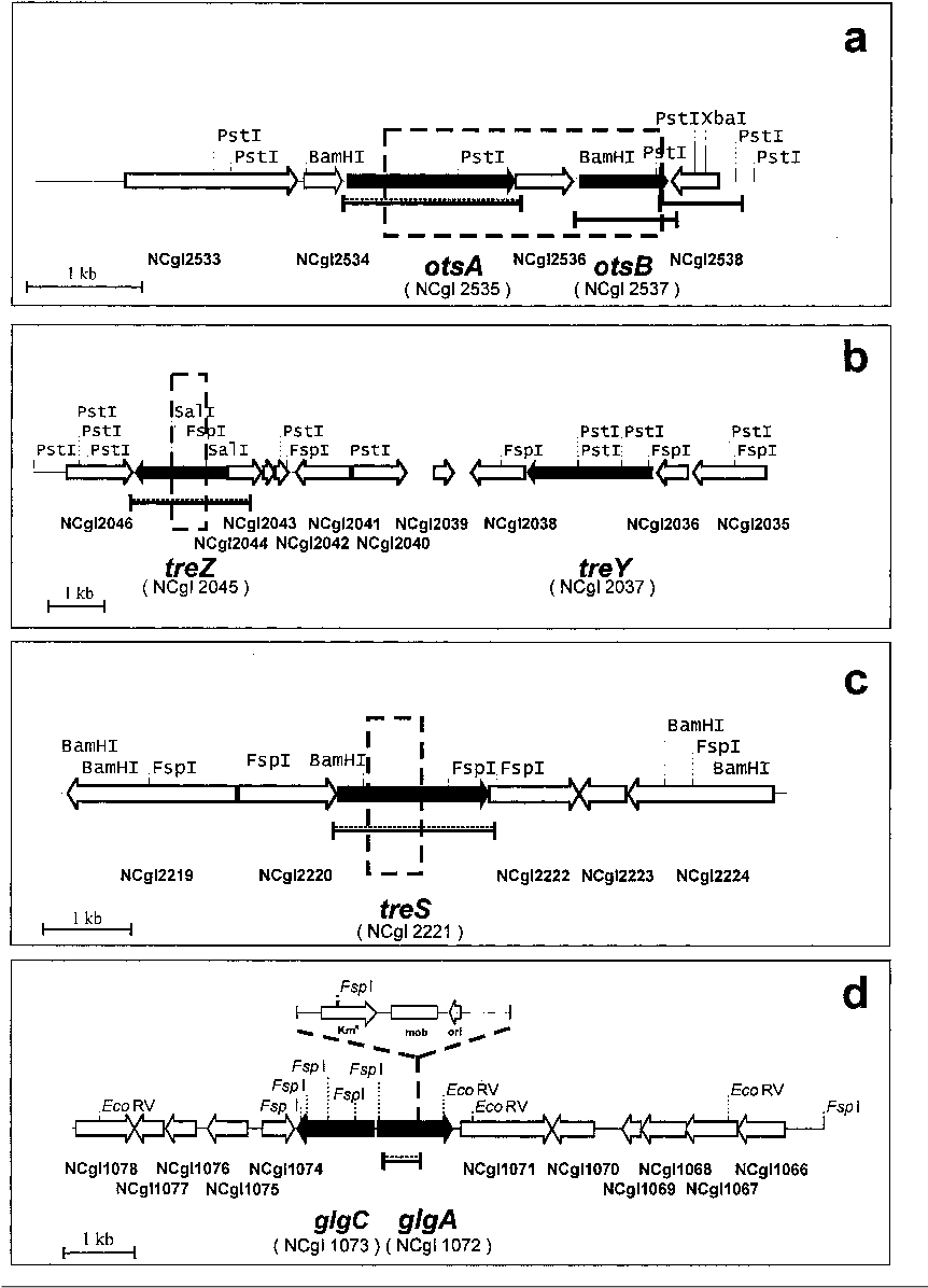 Figure 1 From Genetic Dissection Of Trehalose Biosynthesis In