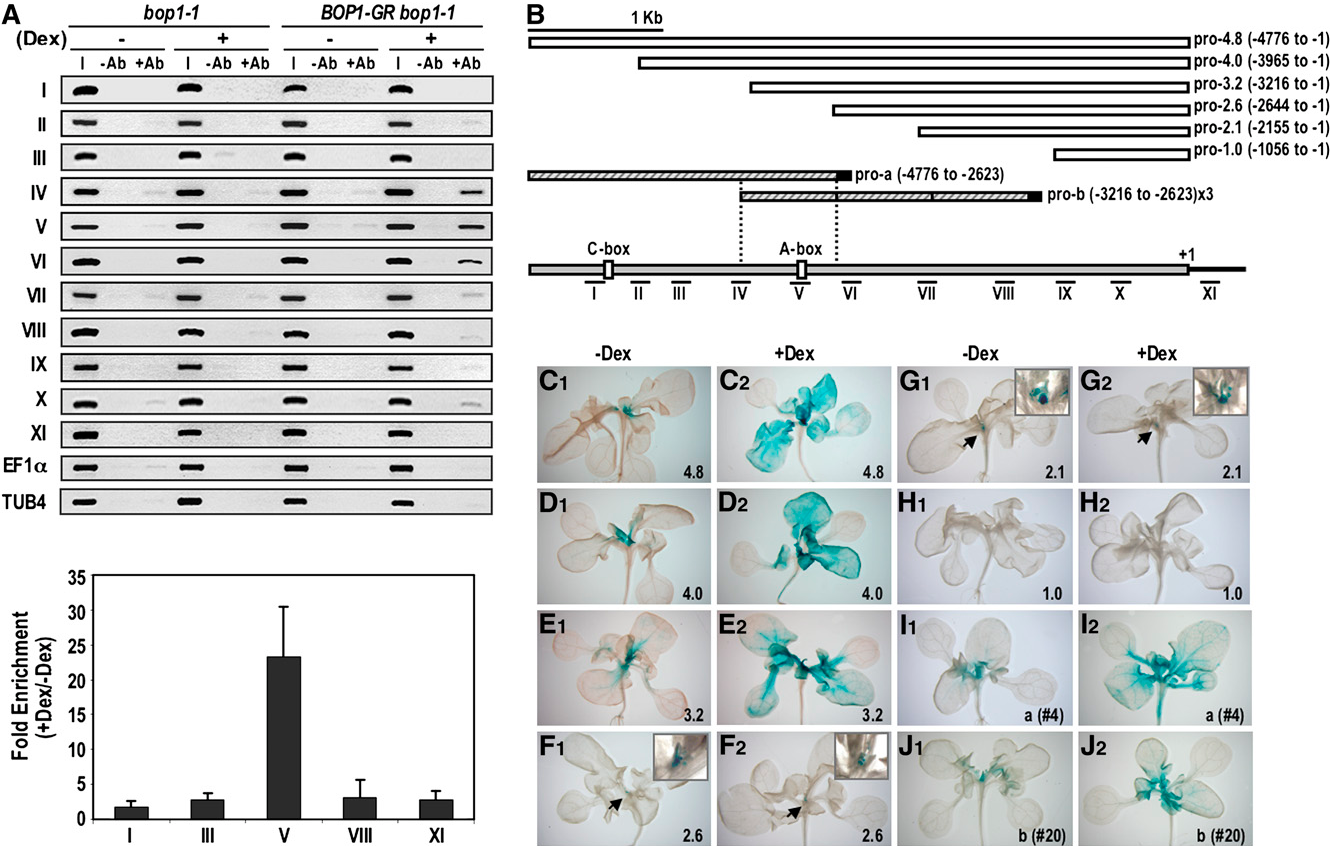 Figure 1 From Blade On Petiole 1 Coordinates Organ Determinacy And