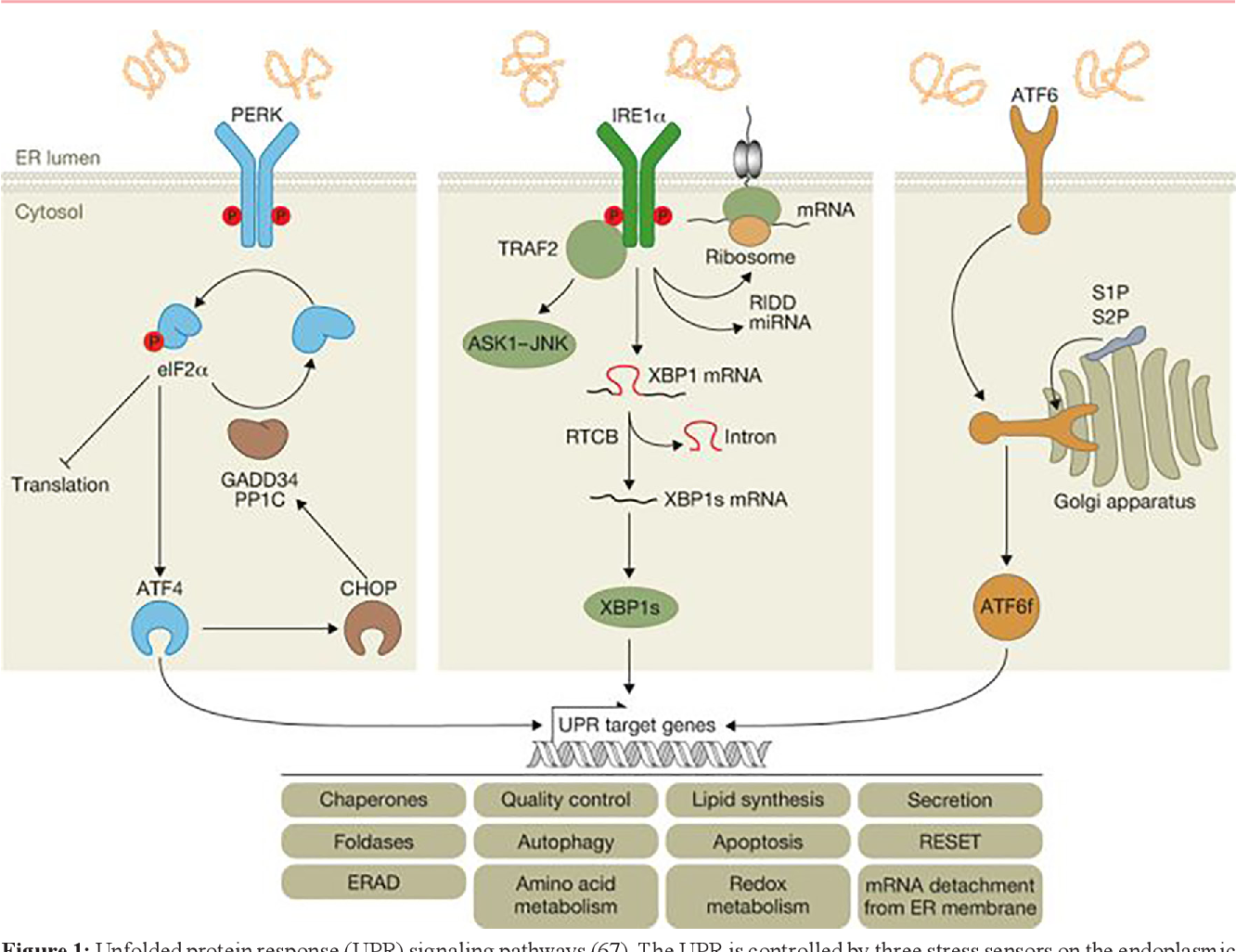 Figure 1 From Crosstalk Between Endoplasmic Reticulum Stress Unfolded