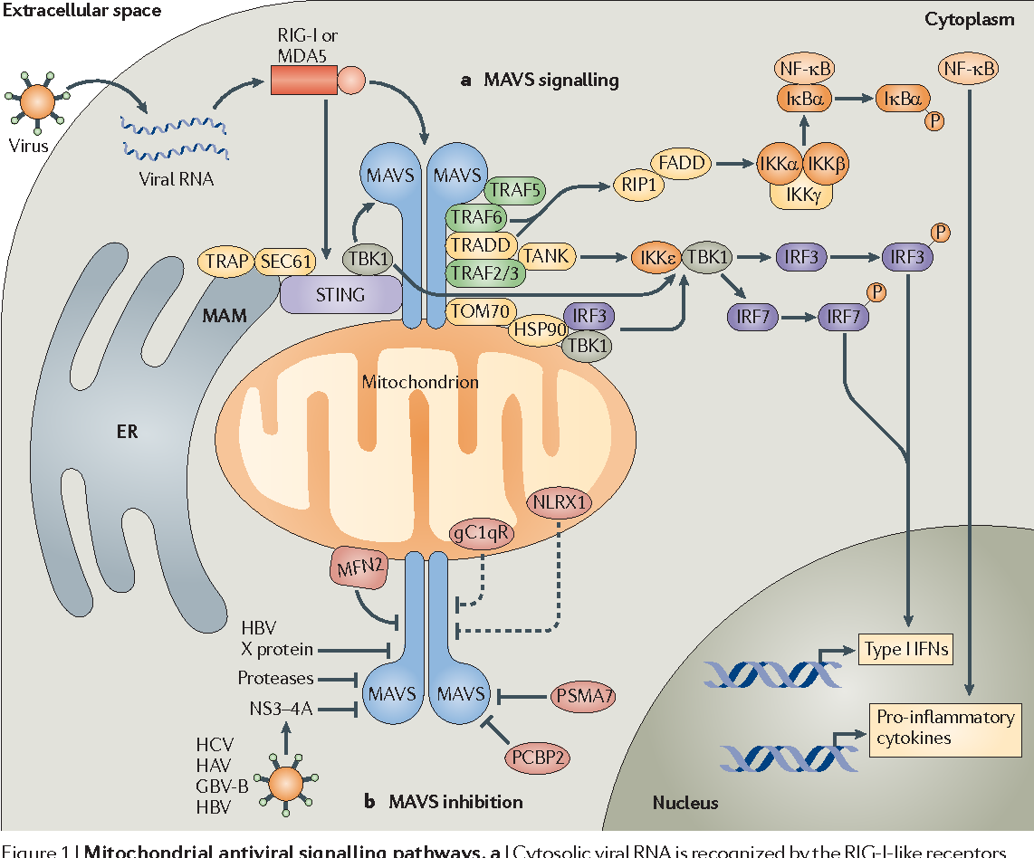 Mitochondria In Innate Immune Responses Semantic Scholar