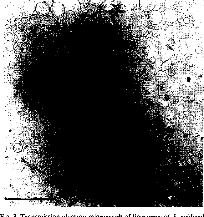 Figure 4 From Stability And Proton Permeability Of Liposomes Composed