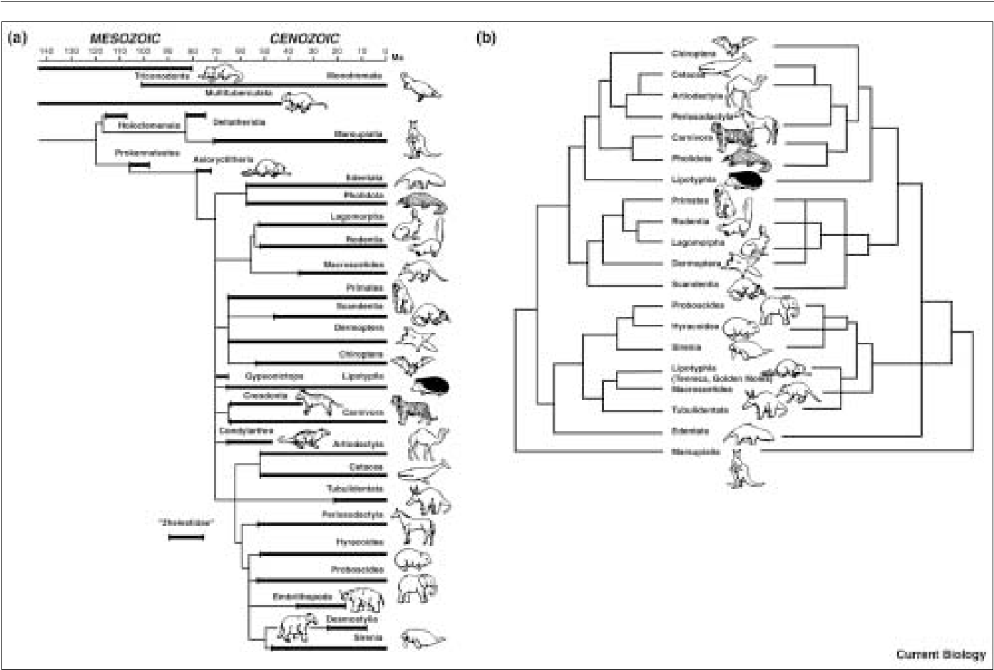 Mammal Phylogeny