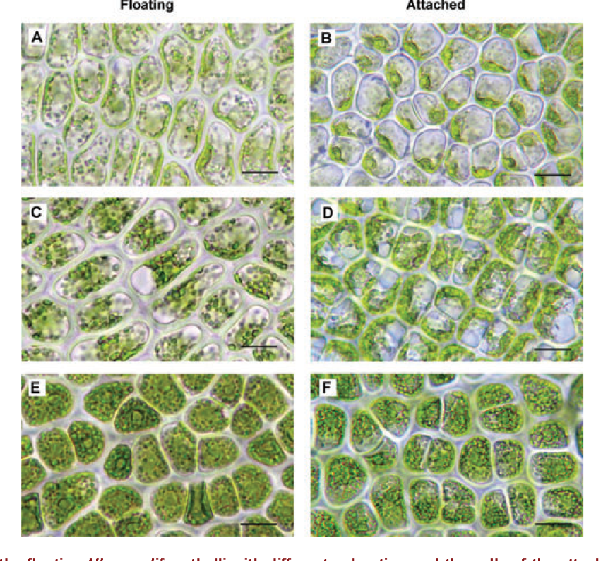 Figure 1 From Comparison Of Chlorophyll And Photosynthesis Parameters