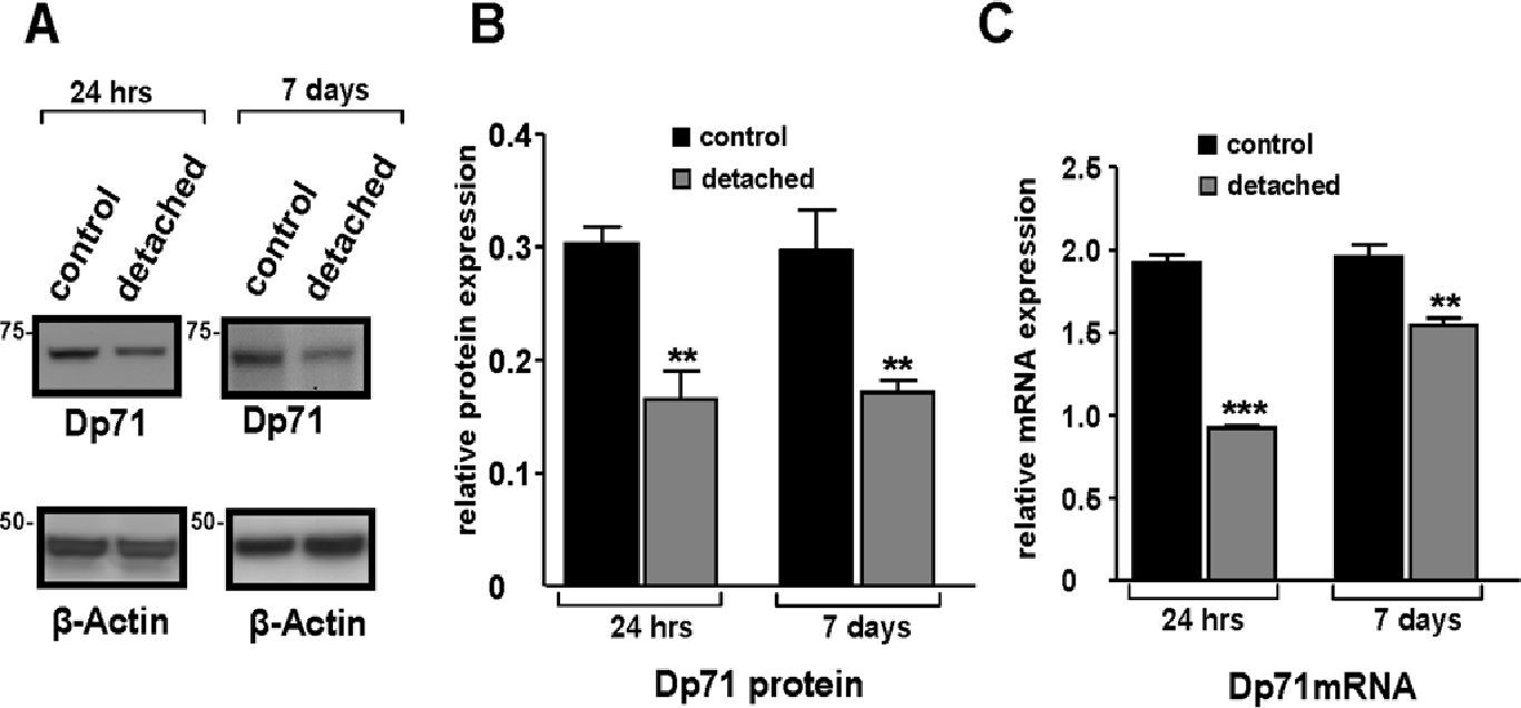 Pdf Functional Implication Of Dp71 In Osmoregulation And Vascular