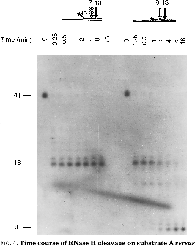 Figure 9 From Helix Structure And Ends Of Rnadna Hybrids Direct The