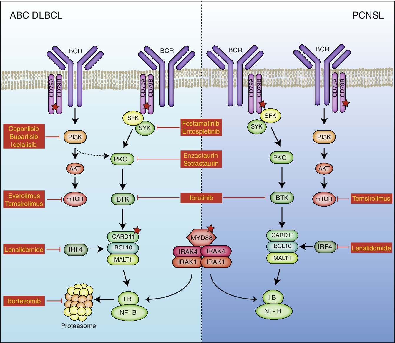 Targeting The B Cell Receptor Pathway In Diffuse Large B Cell Lymphoma