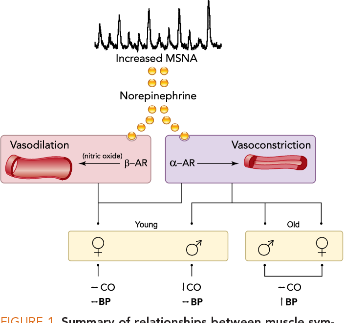 Figure 1 From Sympathetic Neural Regulation Of Blood Pressure