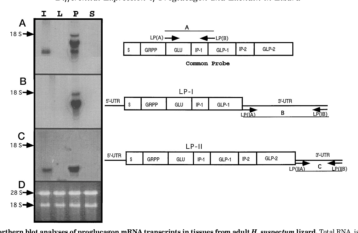 Figure 1 From Tissue Specific Expression Of Unique Mrnas That Encode