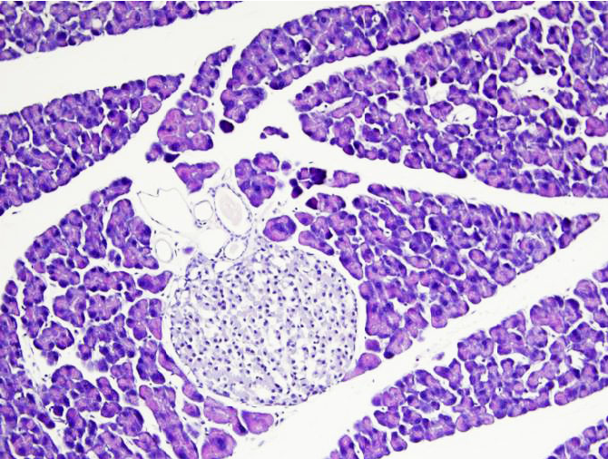 Pancreas Histology Diagram