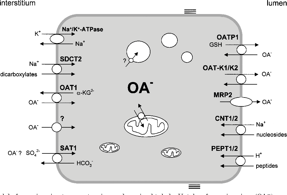 Pdf Molecular Pharmacology Of Renal Organic Anion Transporters